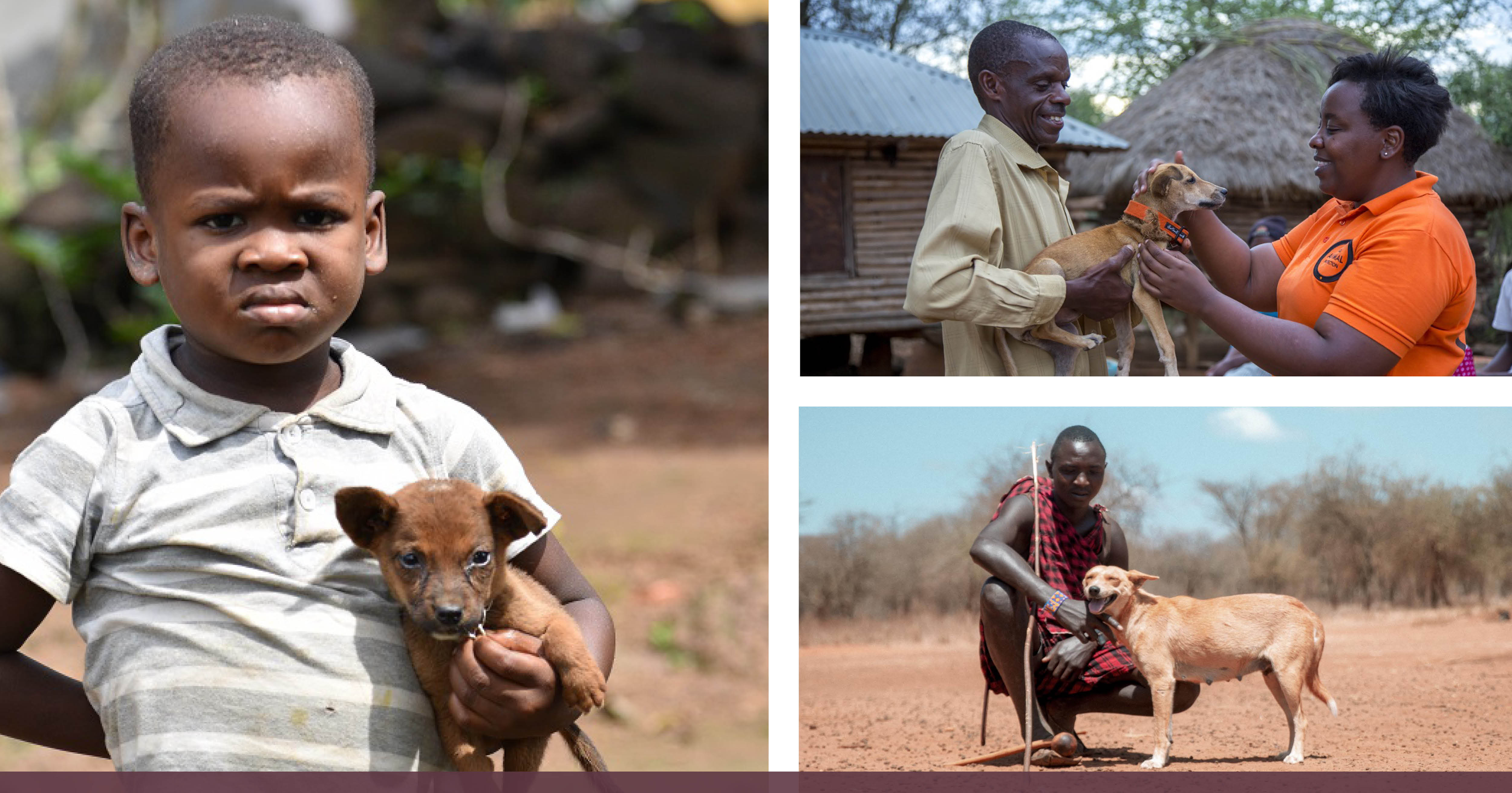 World Animal Protection & AFAS Foundation